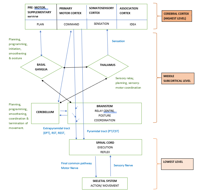 ORGANISATION OF MOTOR SYSTEM – Concept Maps