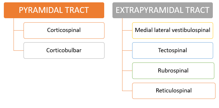 DESCENDING MOTOR PATHWAYS / DESCENDING TRACTS – Concept Maps