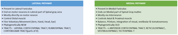 DESCENDING MOTOR PATHWAYS / DESCENDING TRACTS – Concept Maps