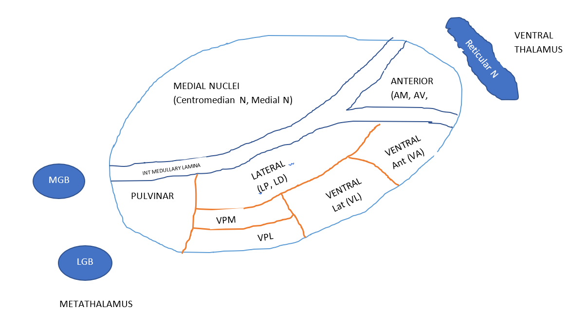 THALAMUS NUCLEI CLASSIFICATION – Concept Maps
