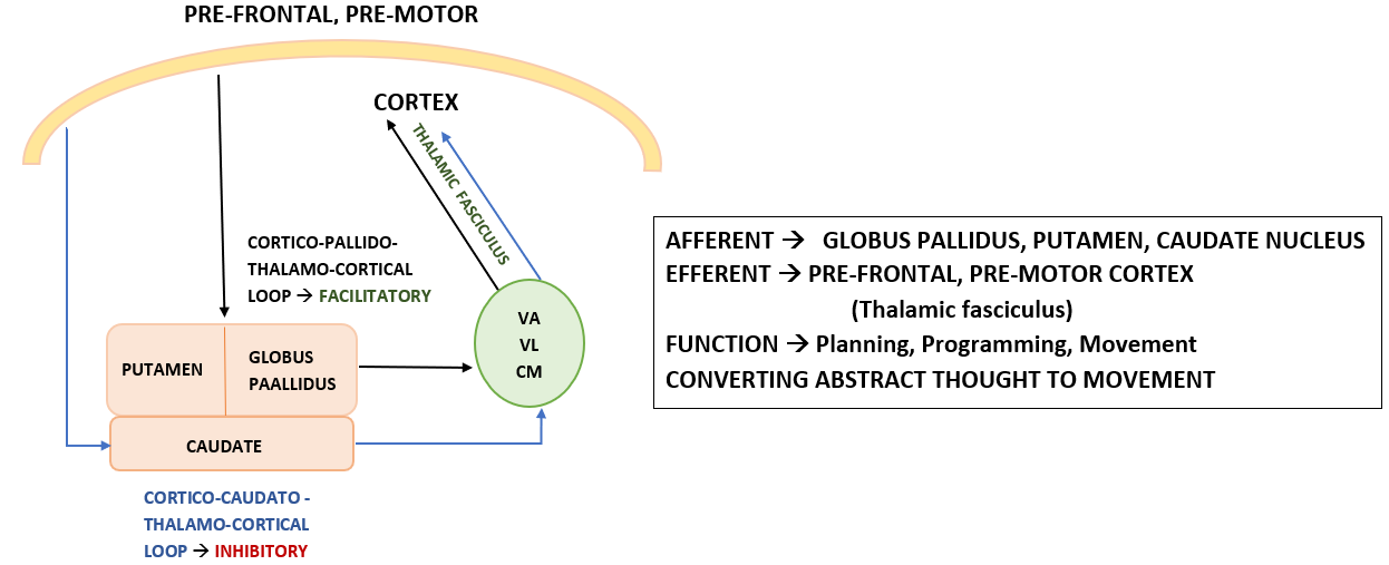 THALAMUS – Concept Maps