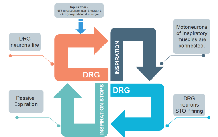 NEURAL REGULATION OF RESPIRATION – Concept Maps
