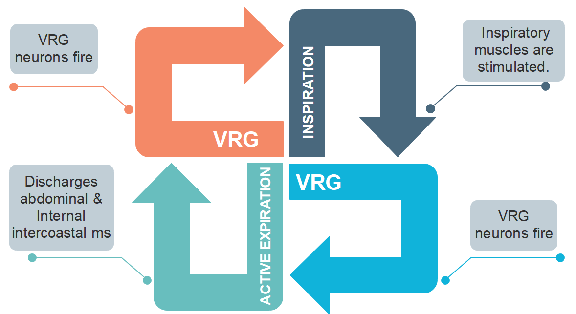 NEURAL REGULATION OF RESPIRATION – Concept Maps