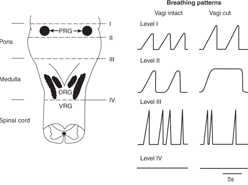 NEURAL REGULATION OF RESPIRATION – Concept Maps
