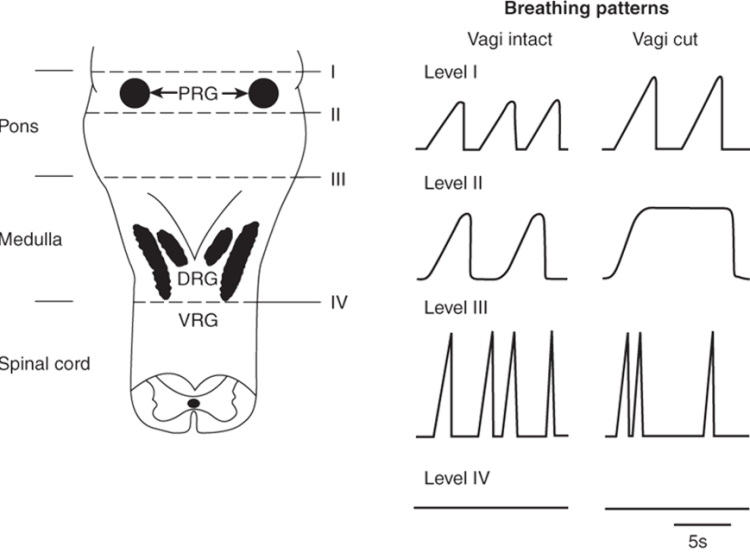 NEURAL REGULATION OF RESPIRATION – Concept Maps