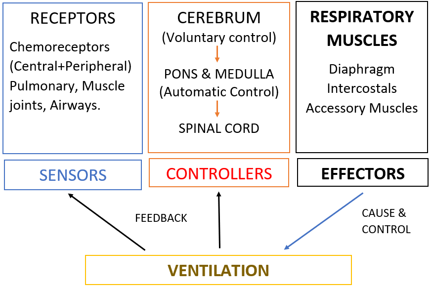 NEURAL REGULATION OF RESPIRATION – Concept Maps