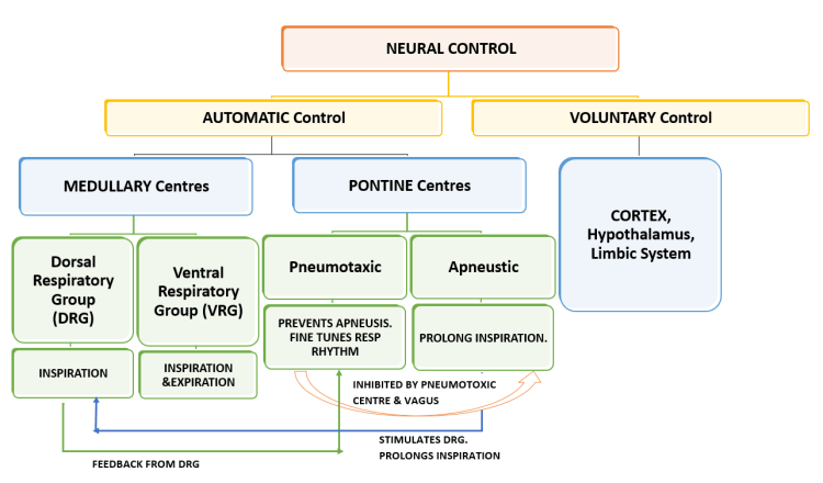 NEURAL REGULATION OF RESPIRATION – Concept Maps