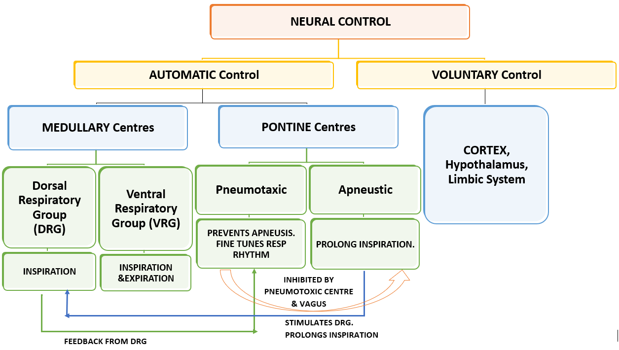 NEURAL REGULATION OF RESPIRATION – Concept Maps