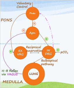 NEURAL REGULATION OF RESPIRATION – Concept Maps