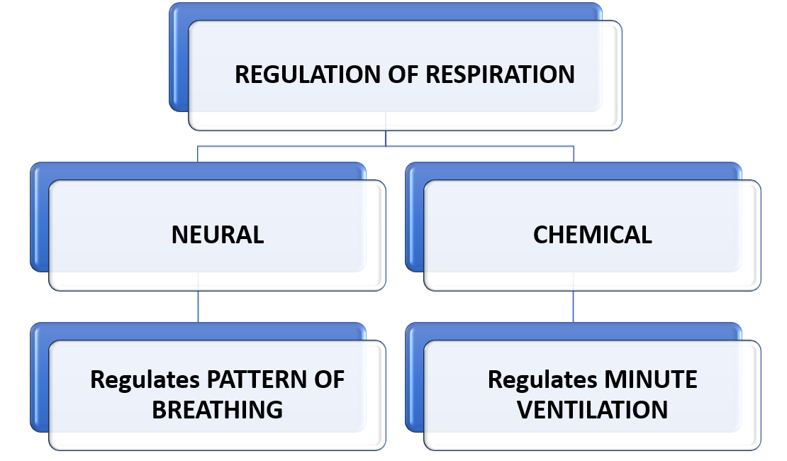 NEURAL REGULATION OF RESPIRATION – Concept Maps