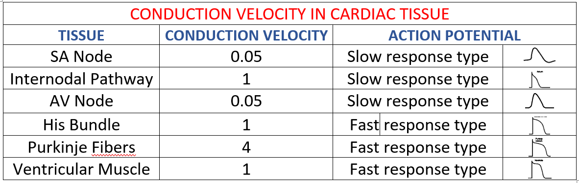CONDUCTING SYSTEM OF HEART – Concept Maps