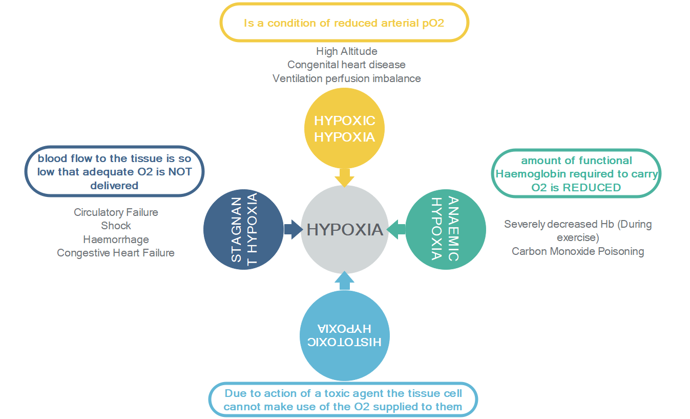 Respiratory System – Concept Maps